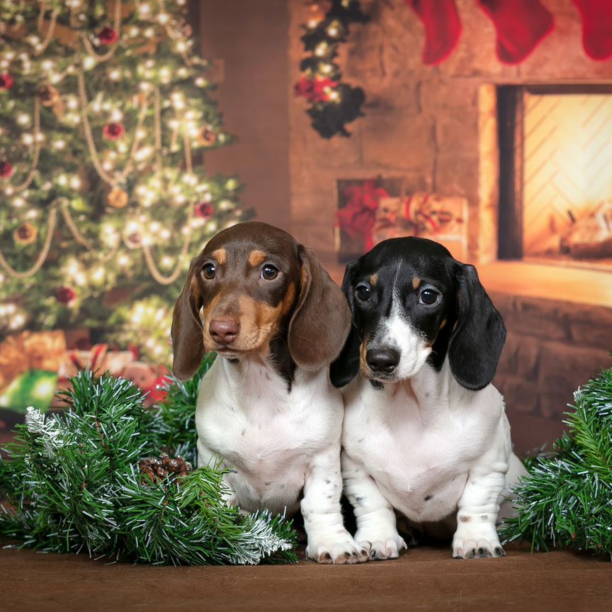 Таксы щенки окраса пайболд