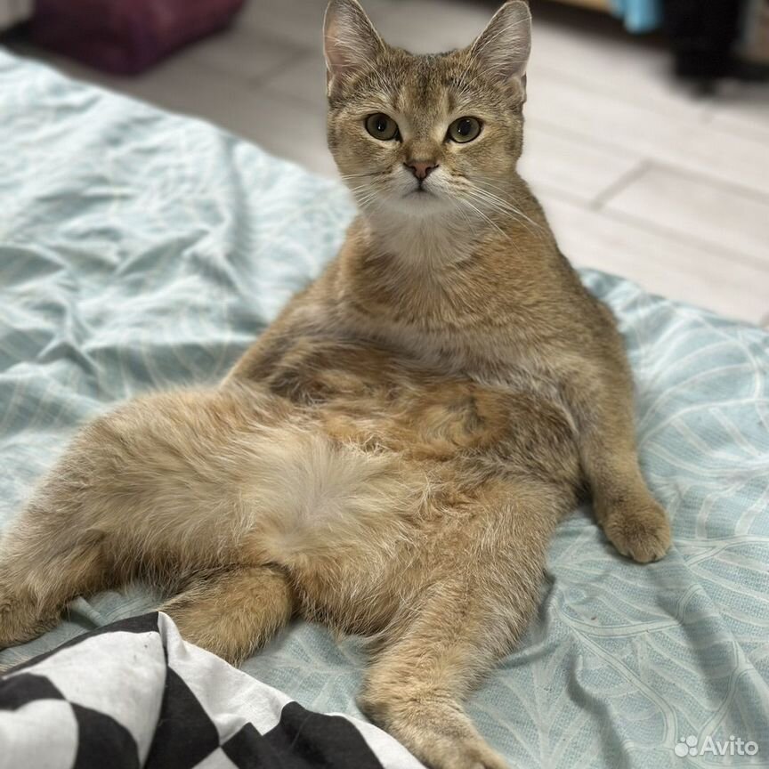 Кошка