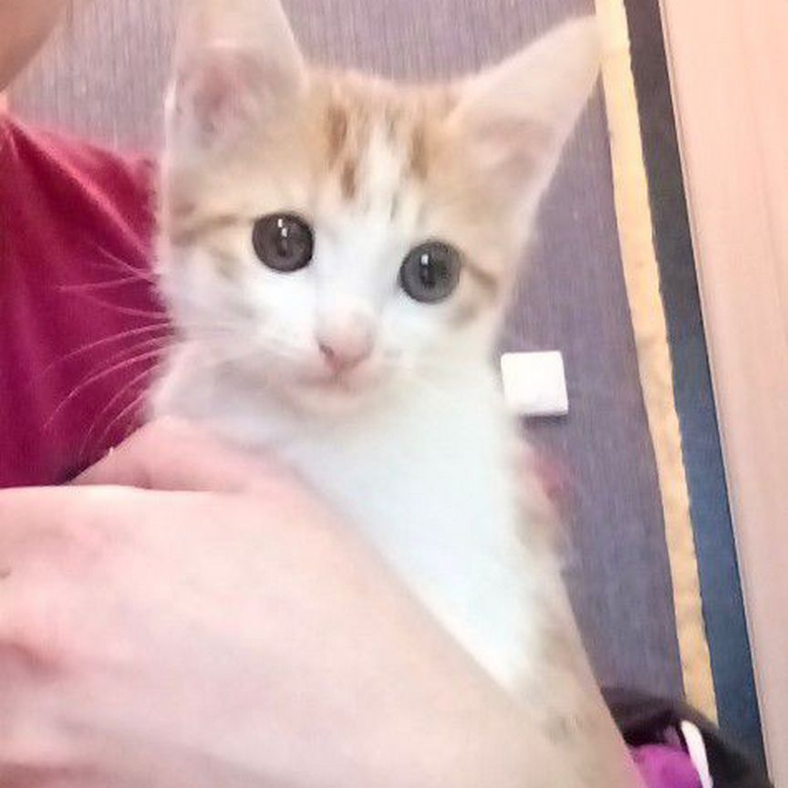Котейка в добрые руки
