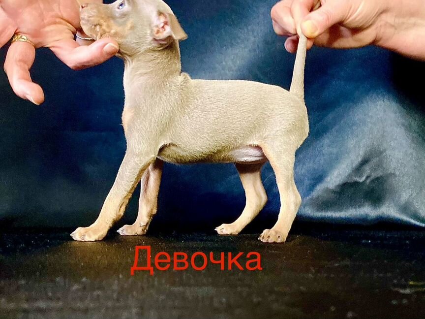 Мини и микро той-терьер