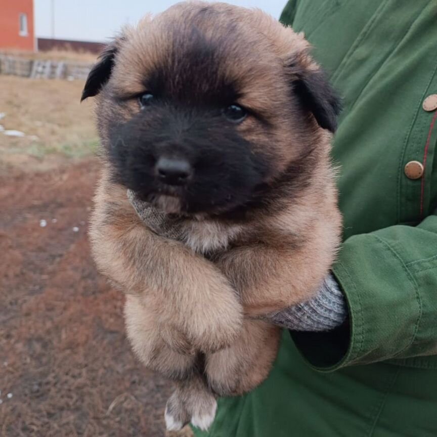 Щенок в добрые руки