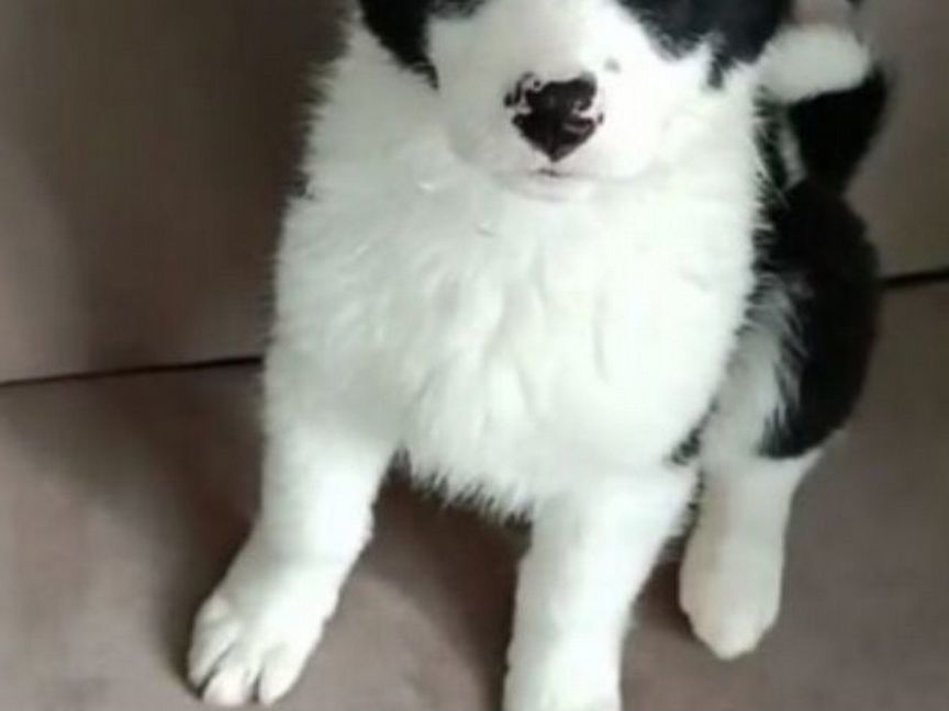 Ищет дом замечательный щенок Потап