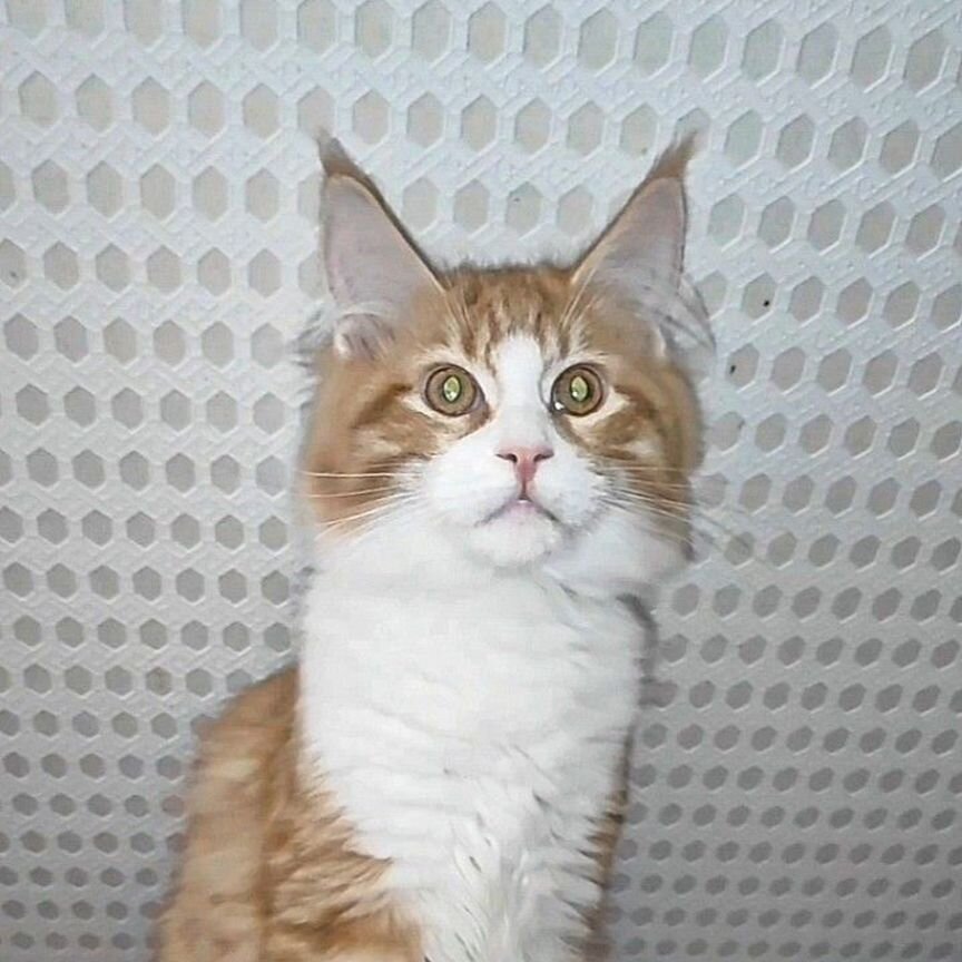 Котята мейн-кун с документами