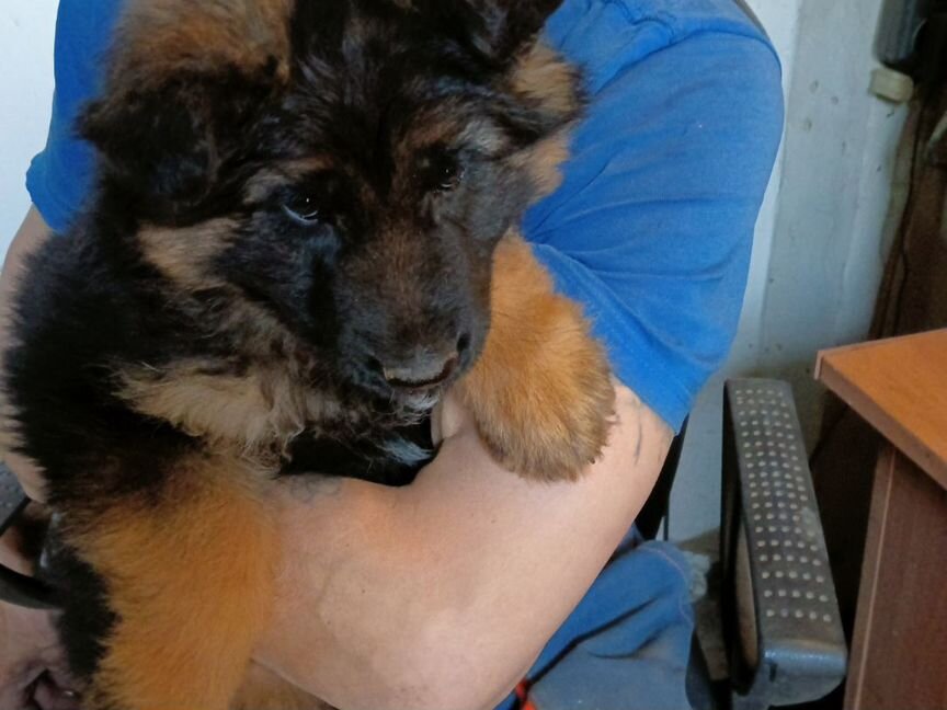 Немецкая овчарка