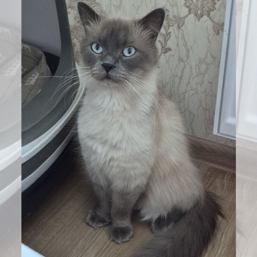 Тайский, взрослый кот