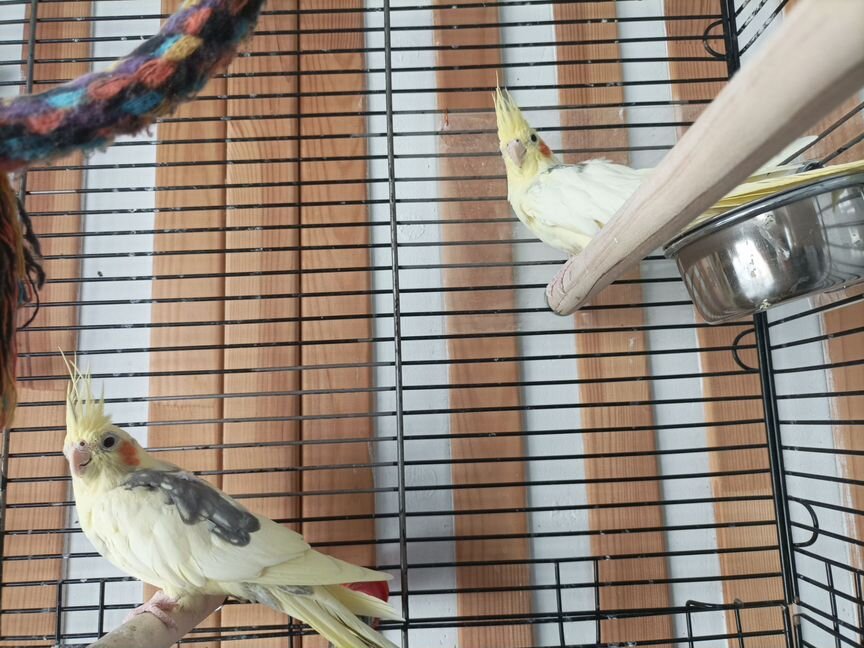 Попугай Корелла с клеткой