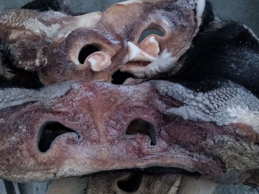 Мясо,кости/Говядина/для собак