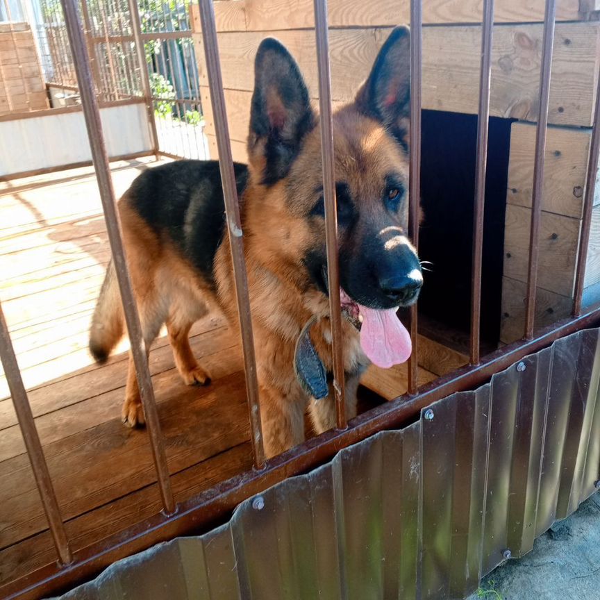 Немецкая овчарка, взрослый пёс