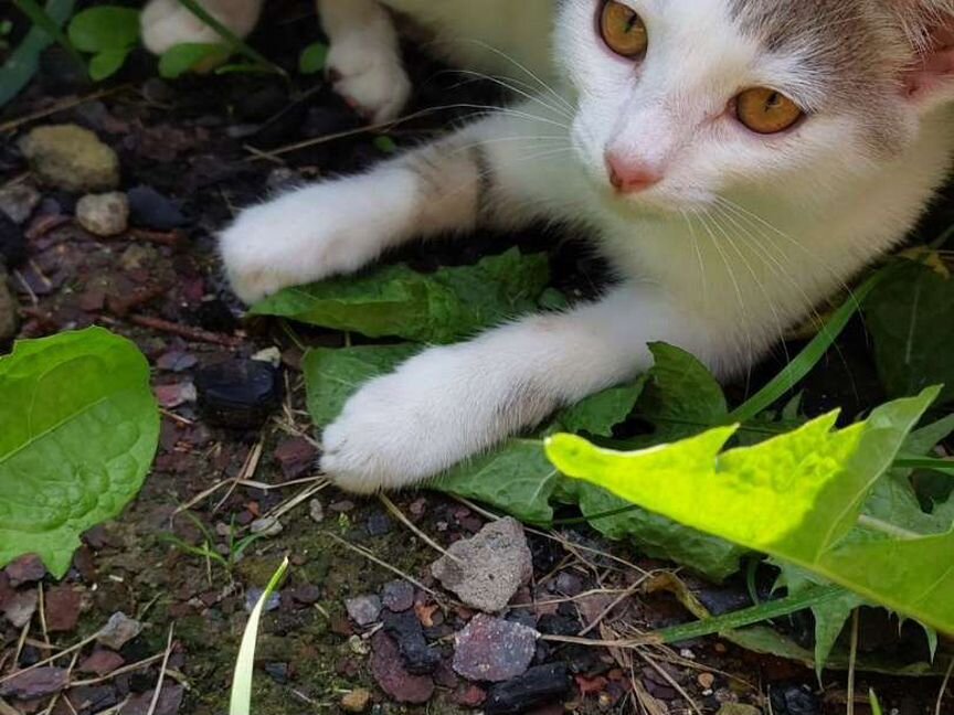 Котодетки