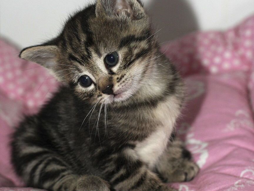 Котята тигровенькие темного окраса от умной кошки