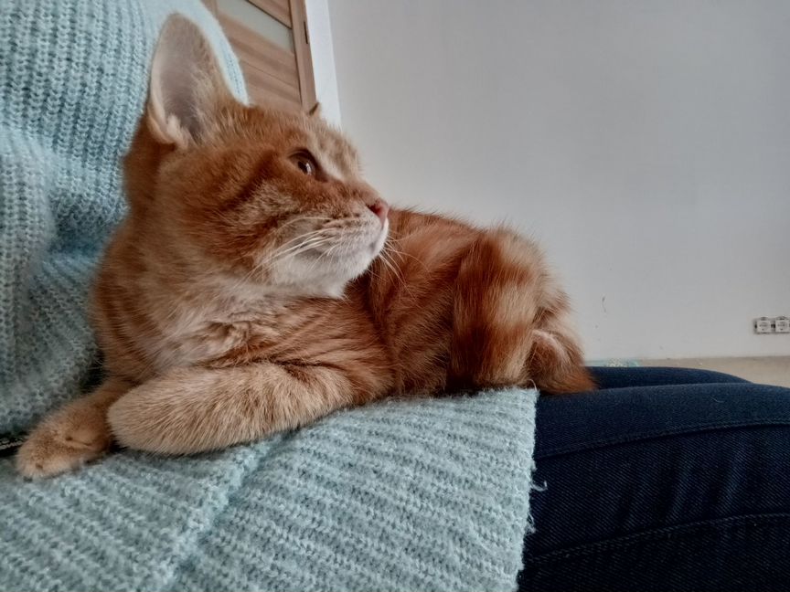 Котёнок лесного кота 26 мая др