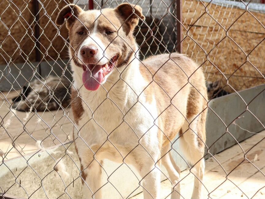 Крупный пёс добряк