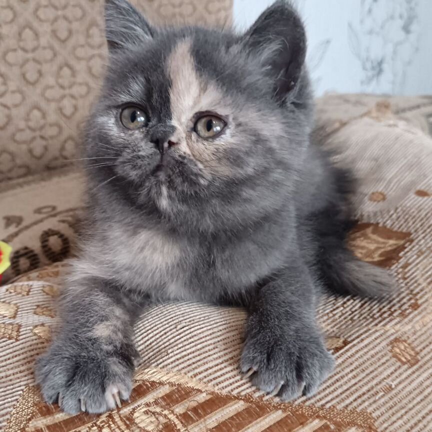Плюшевая экзоточка