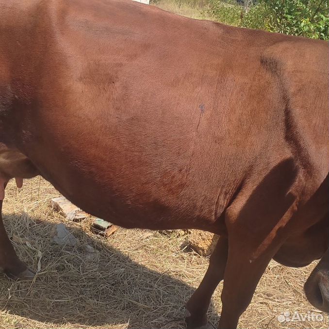 Продам корову