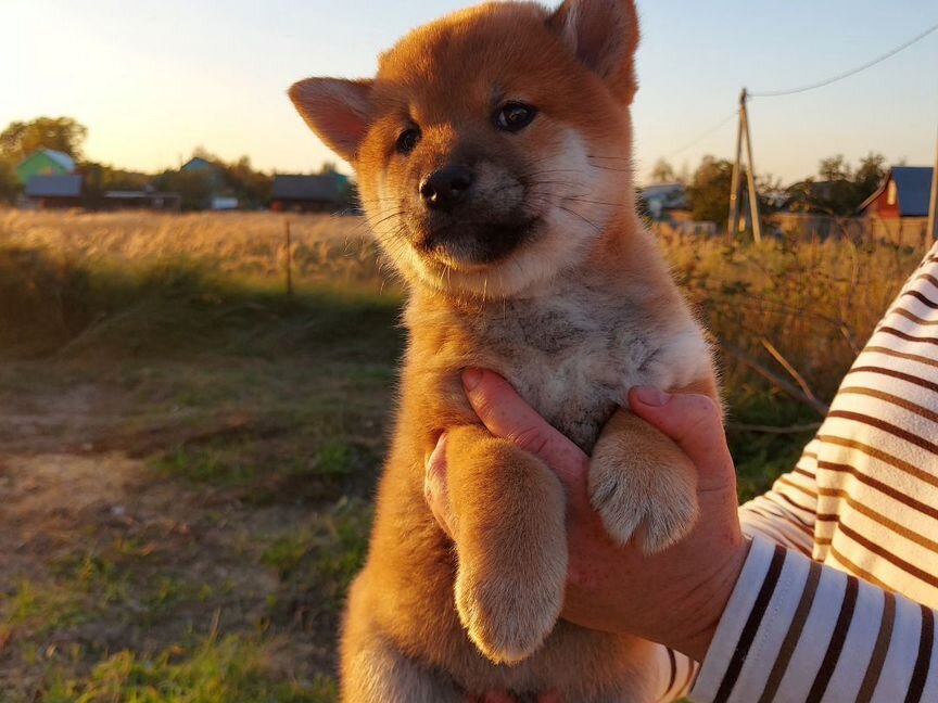 Щенки сиба ину