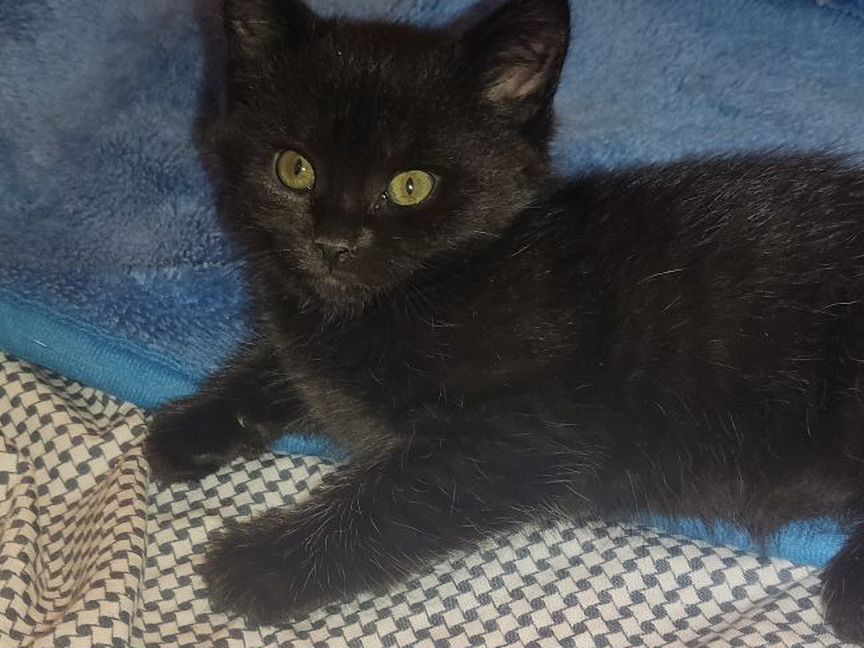 Котёнок - чертёнок в добрые руки