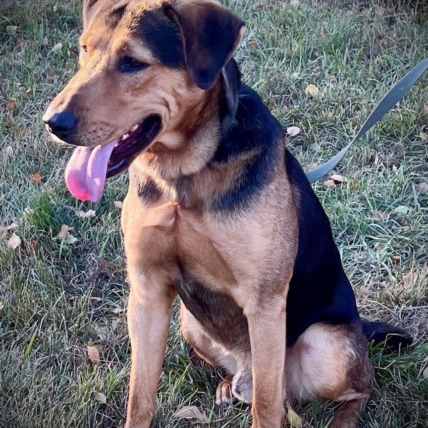 Гончая Шиллера