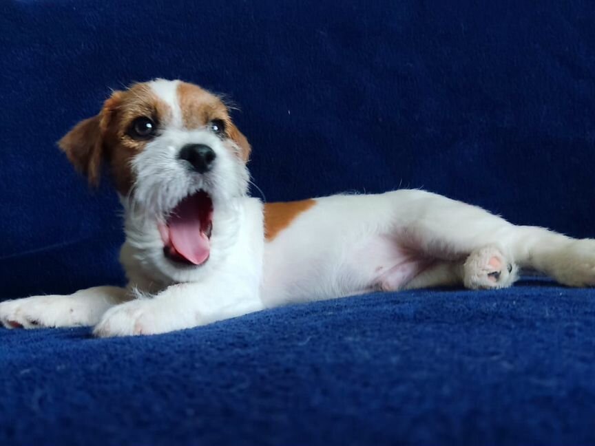 Щенки джек Рассел терьер брокен