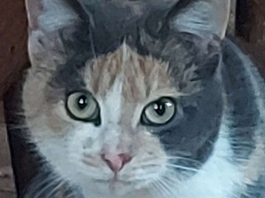 Котики ищут свой дом