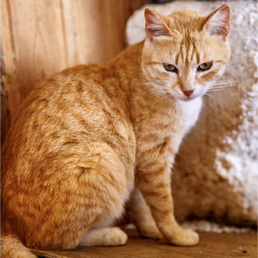 Ласковая кошечка в добрые руки