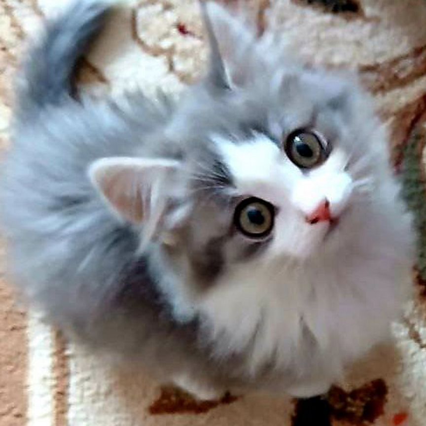 Котёнок девочка