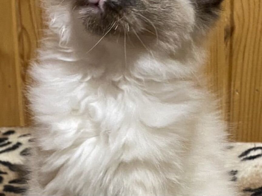 Котята регдолл
