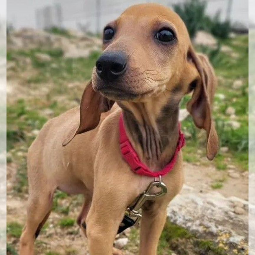 Итальянская гончая, щенок