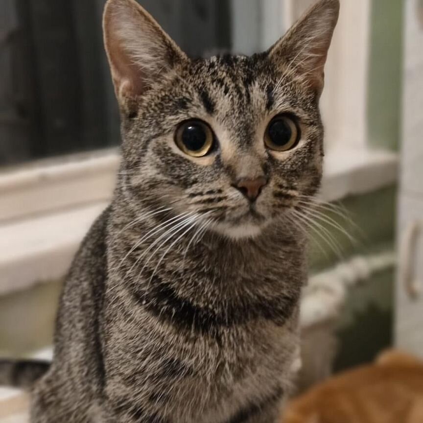 Молоденькая кошечка Ася