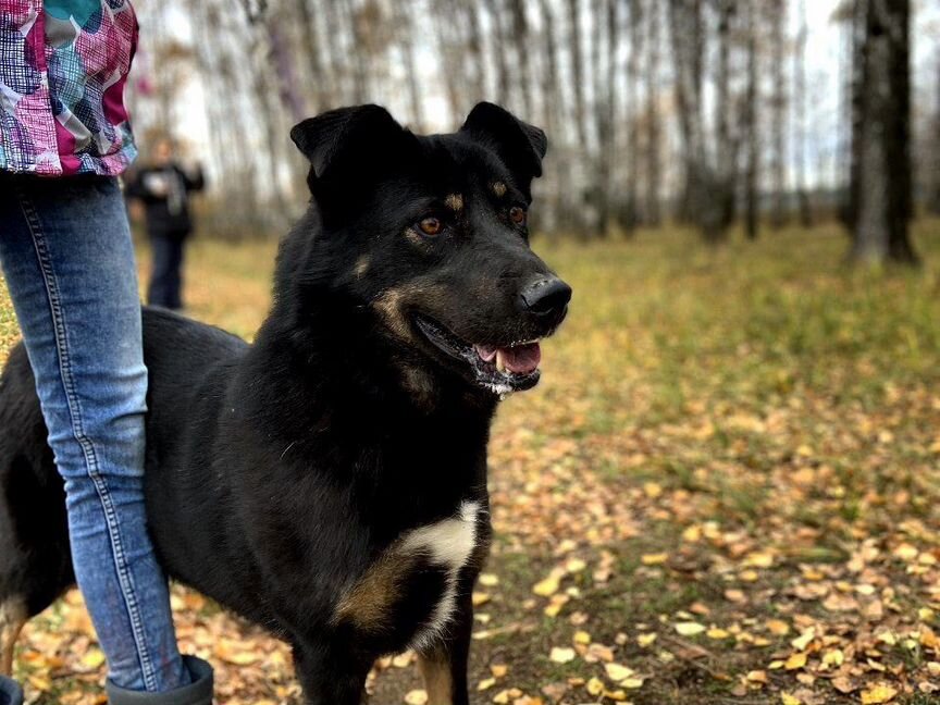 Собака мучается в приюте