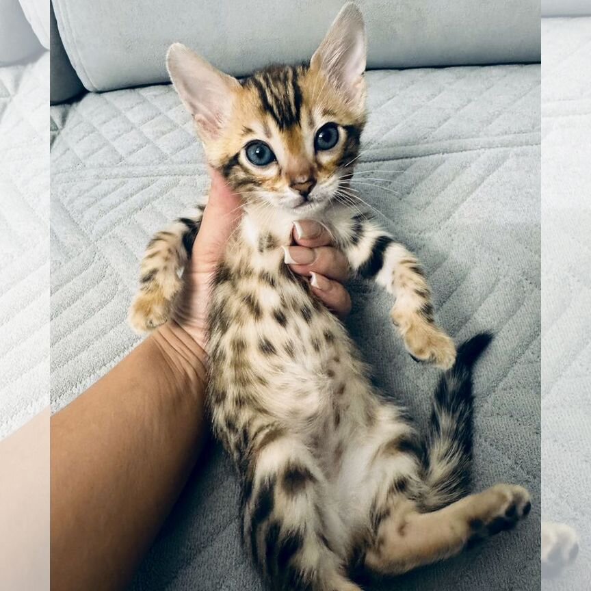 Бенгальские котята