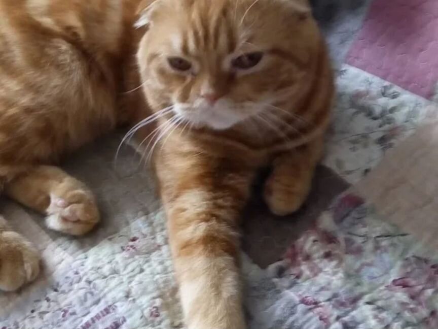 Кот вислоухий