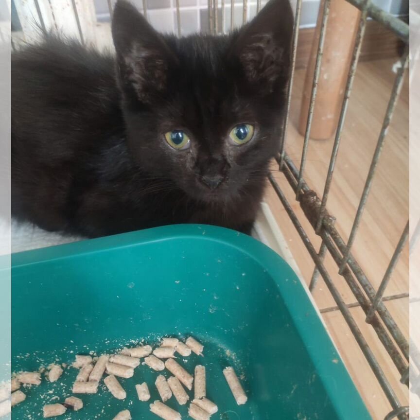 Котёнок. Плюшевая девочка