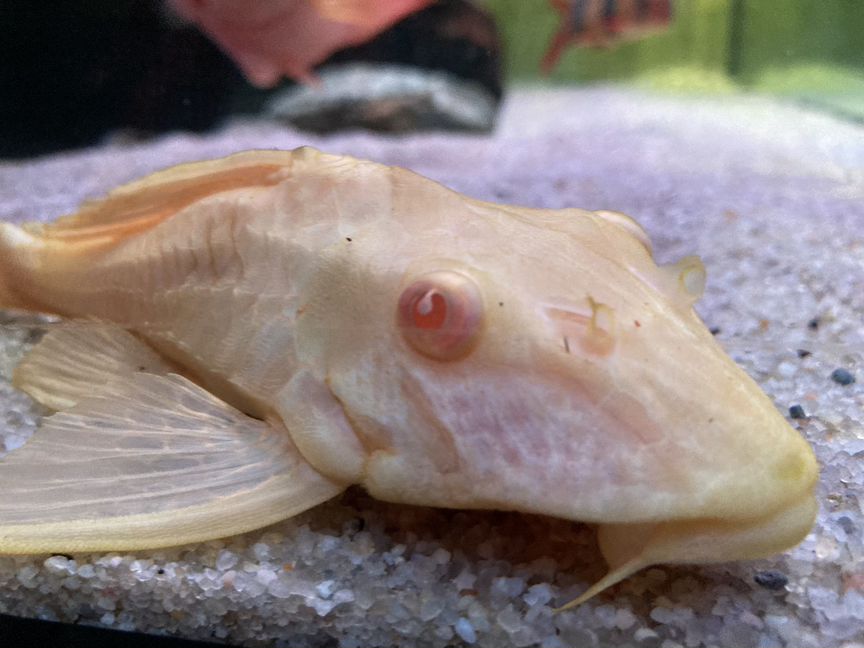 Птеригоплихт Альбино