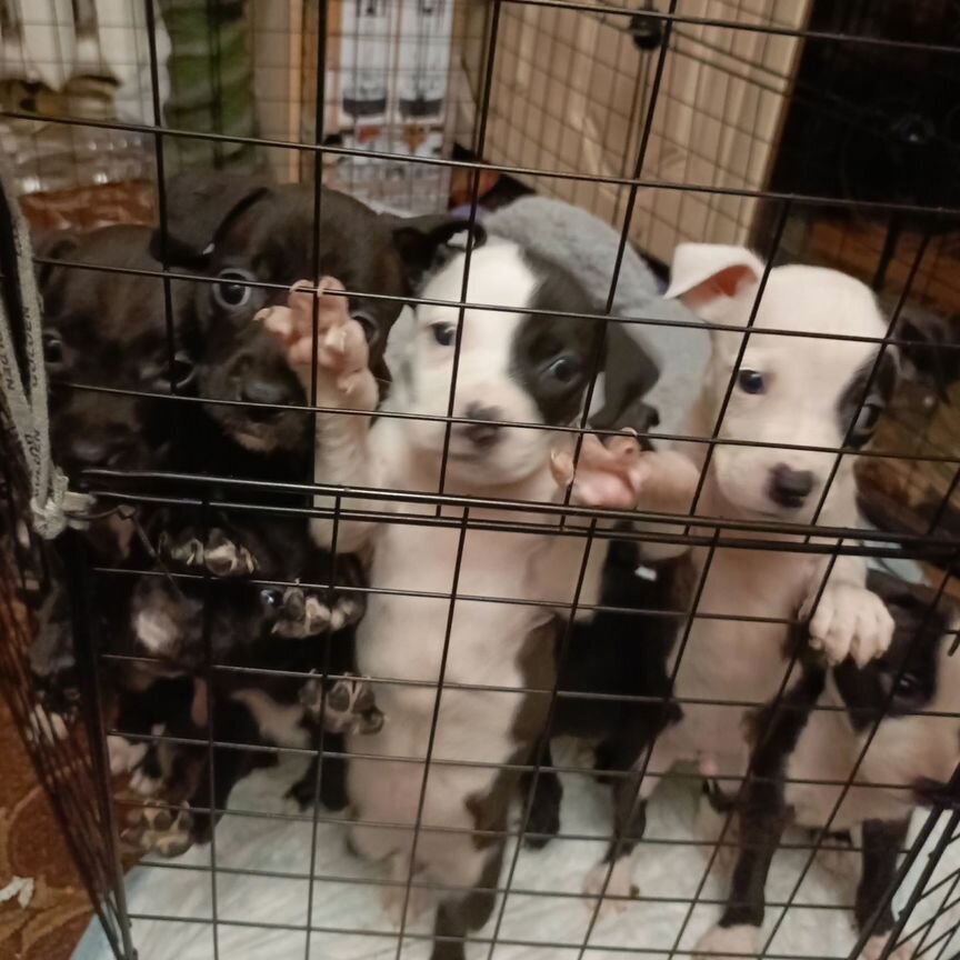 Щенки питбуля