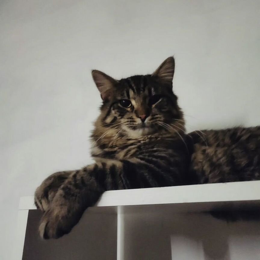 Харизматичный кот