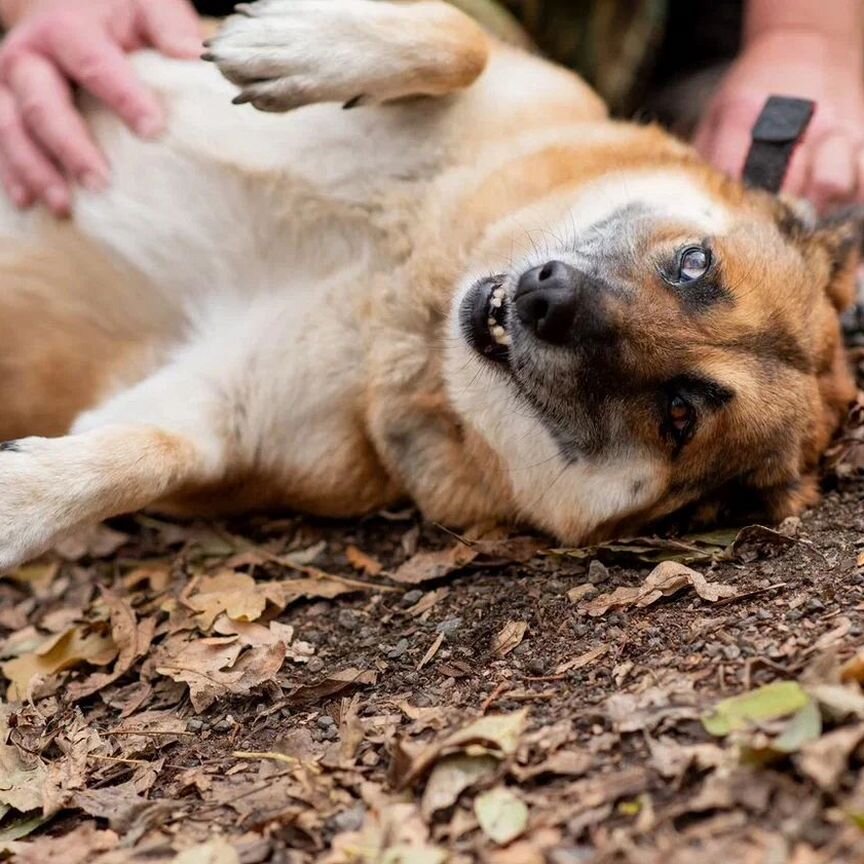 Собака Афина в добрые руки