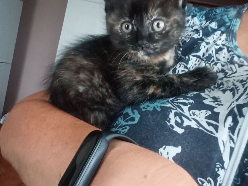 Кошки