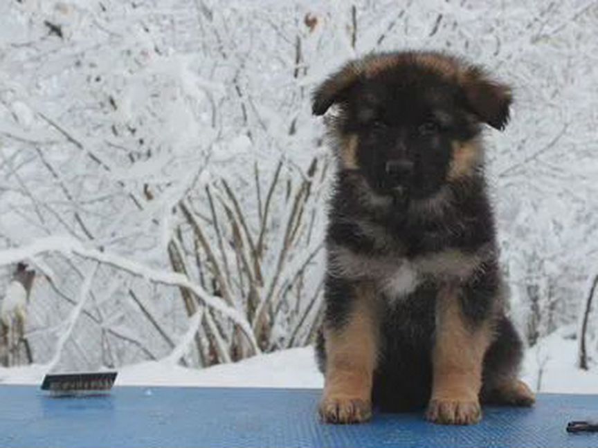 Щенки овчарки вео Красавцы
