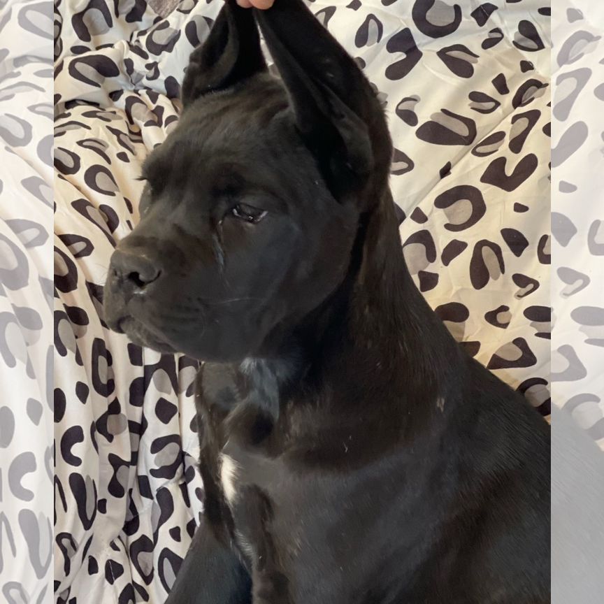 Щенки кане корсо