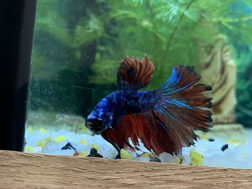 Петушок кои