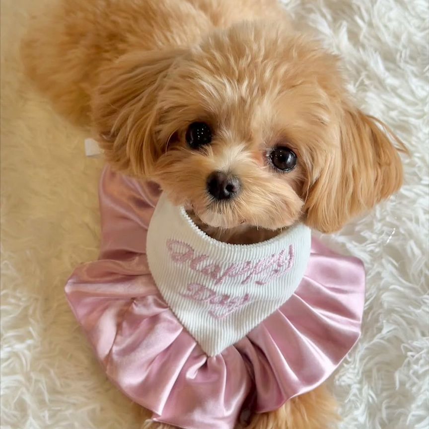 Мальтипу, щенок