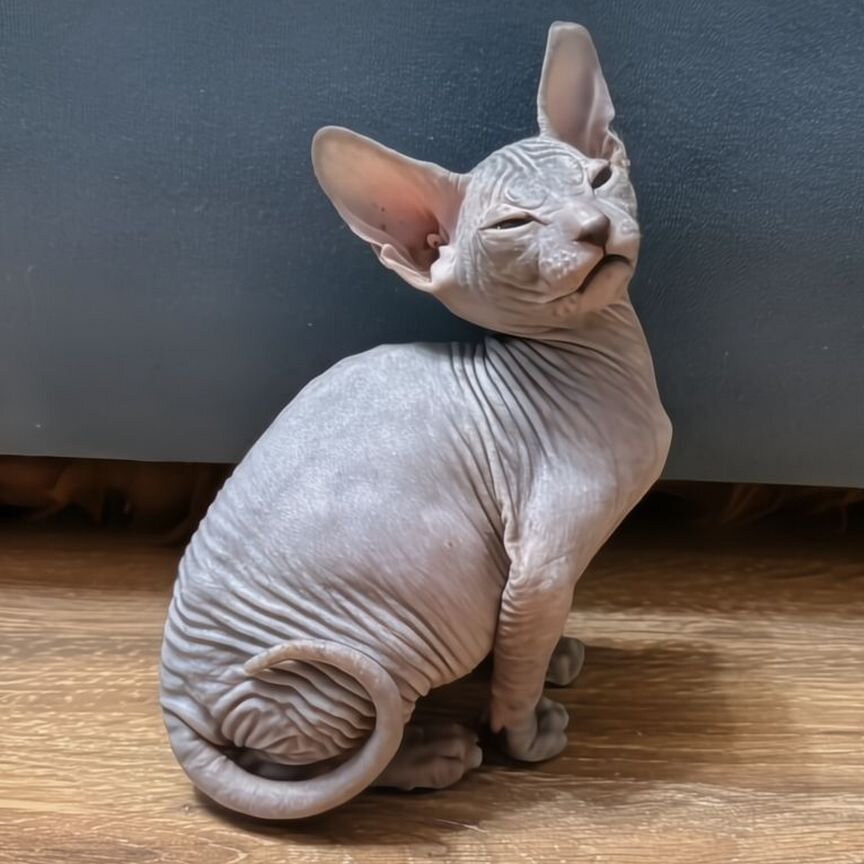 Донской сфинкс котёнок