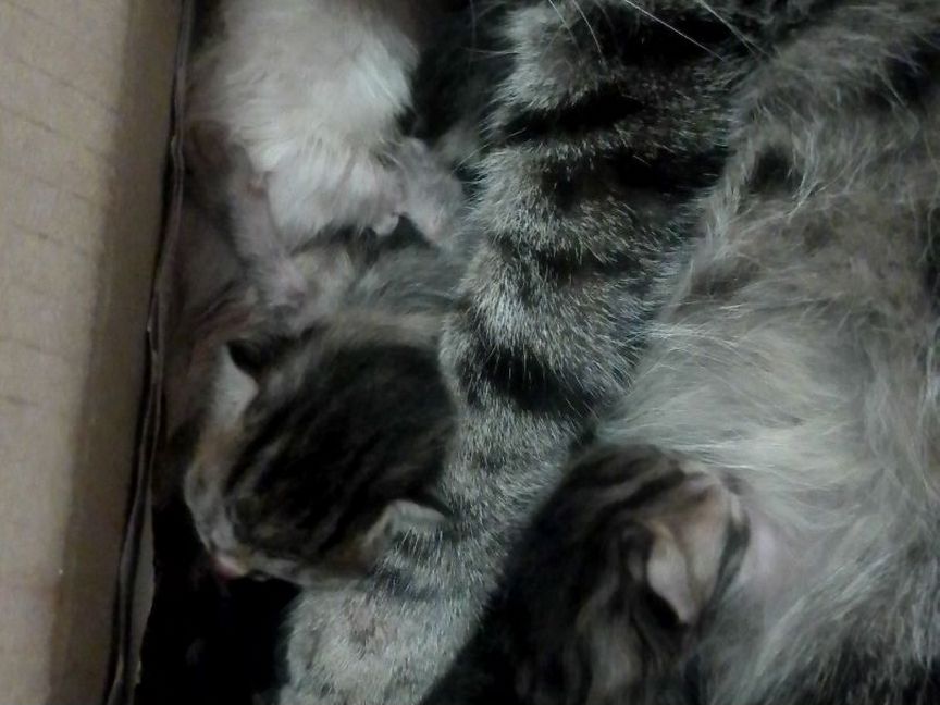 Кошка