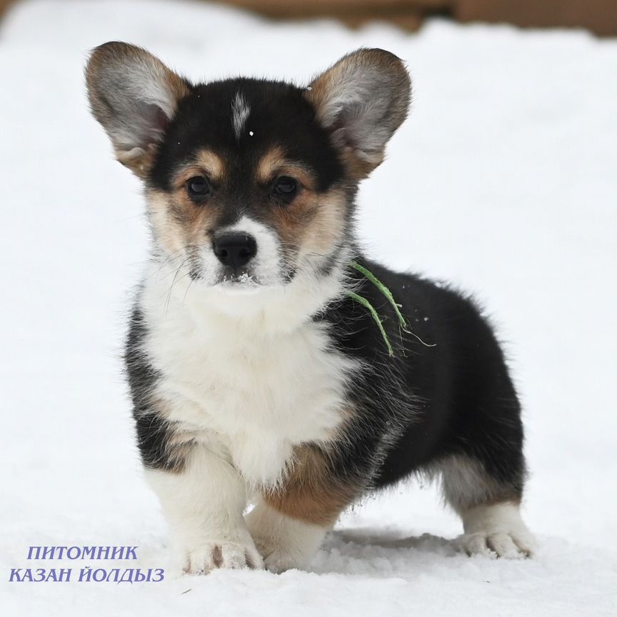 Вельш-корги пемброк