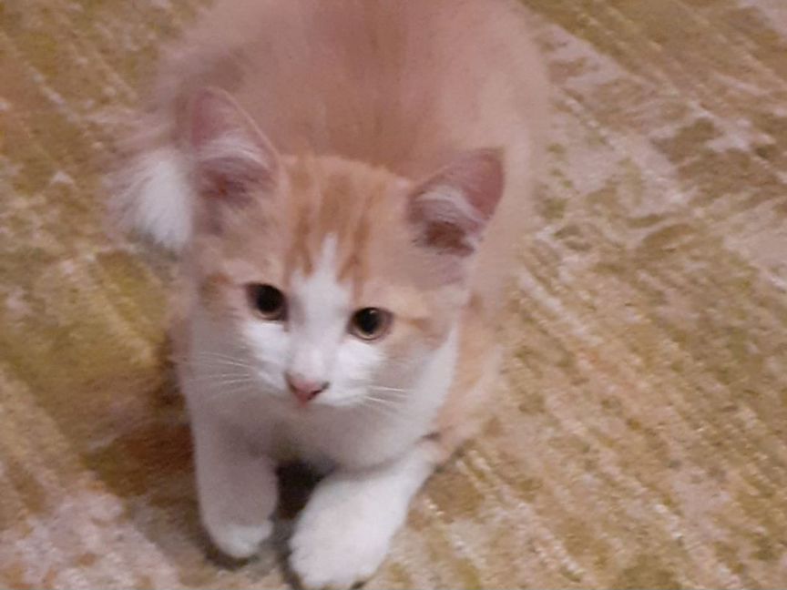 Котенок мальчик в добрые руки