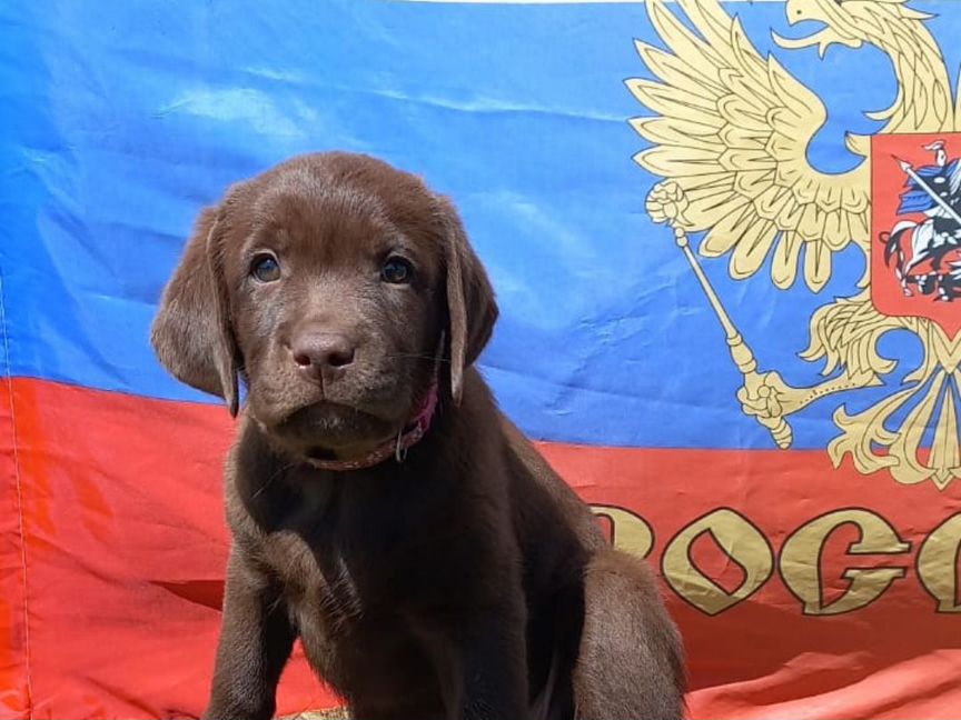 Щенки лабрадора шоколадные