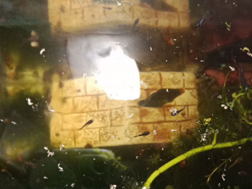 Мальки гуппи 20 штук