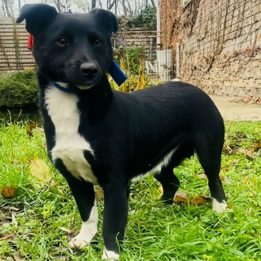 Взрослый пёс в добрые руки