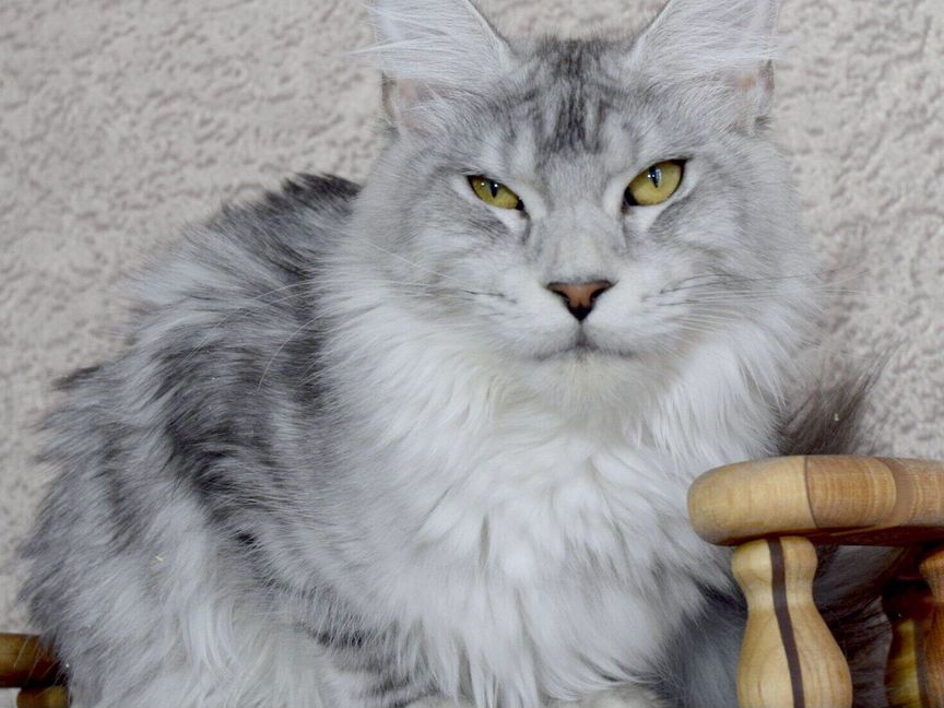 Шикарная серебряная девочка мейн кун