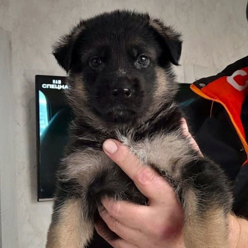 Овчарки восточно-европейские